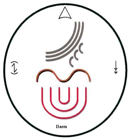 Darm